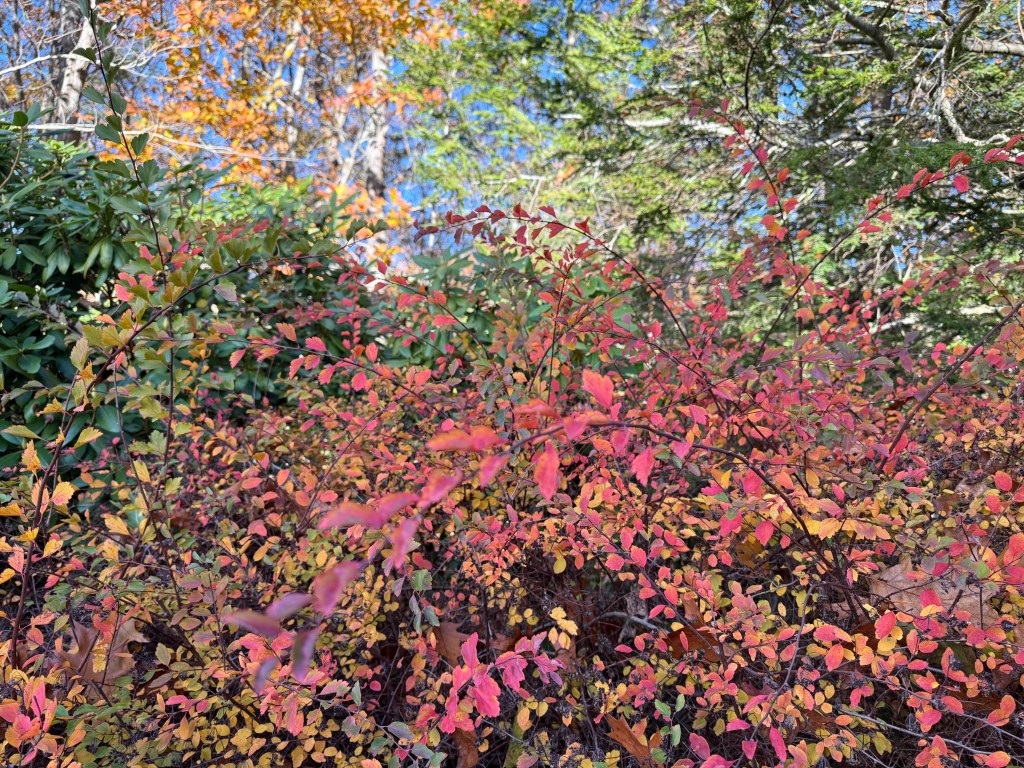 Beatrix Potter, “The Idea of Autumn,” and Rituals of Remembrance ...